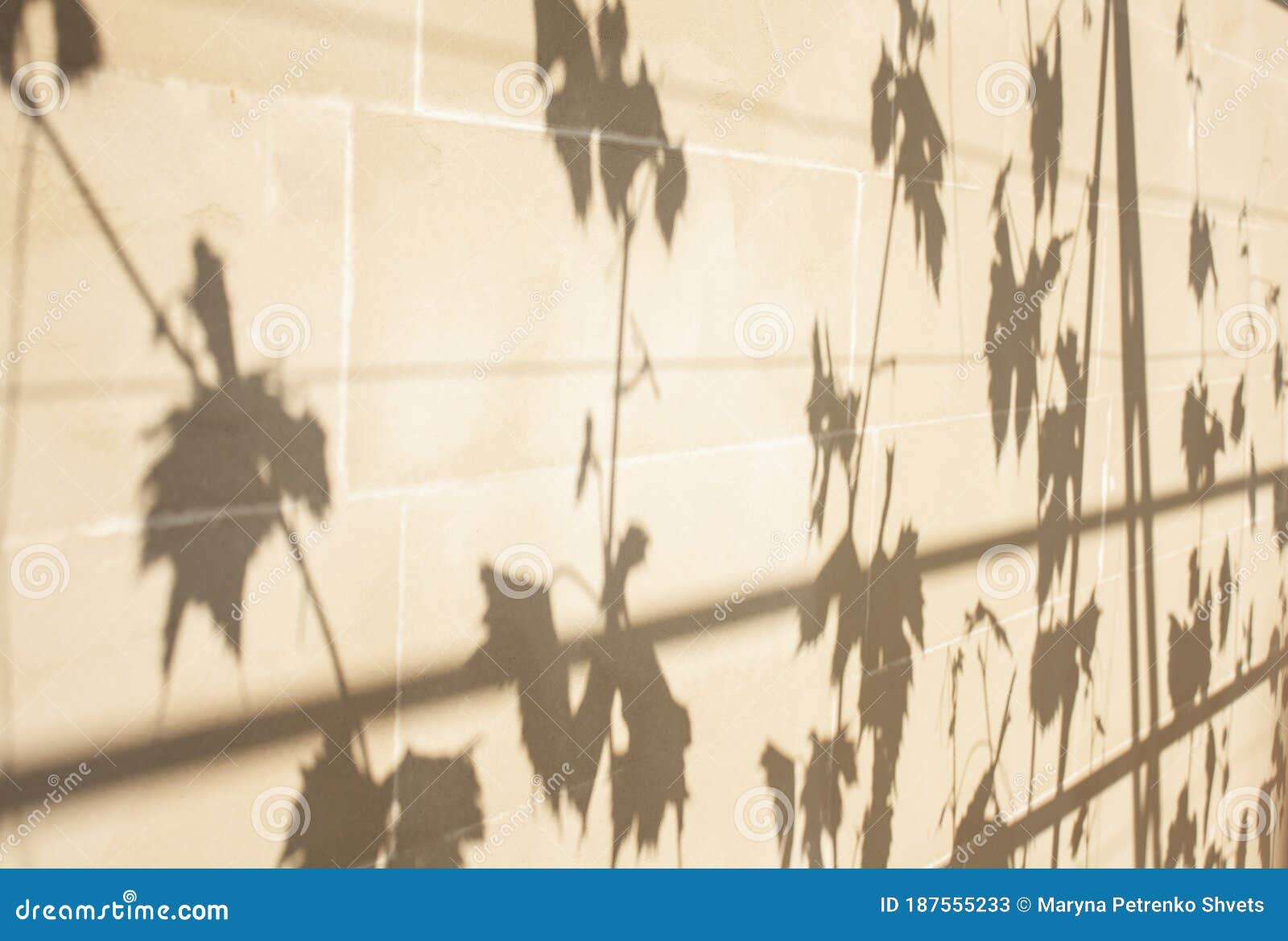 Shadows of Grape Leaves on the Wall Stock Image - Image of beautiful ...