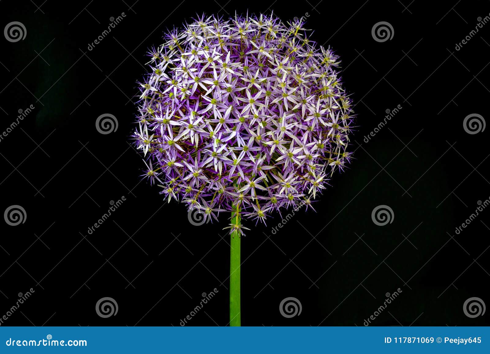 Large bright Allium stock image. Image of large, black - 117871069