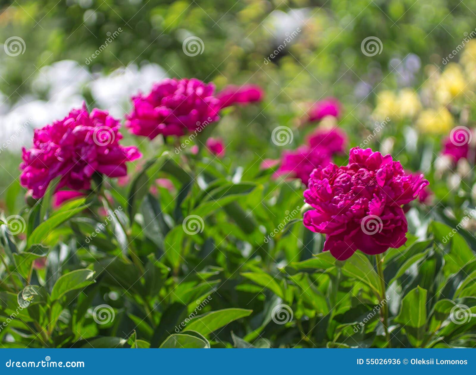 Large bright crimson peony stock photo. Image of large - 55026936