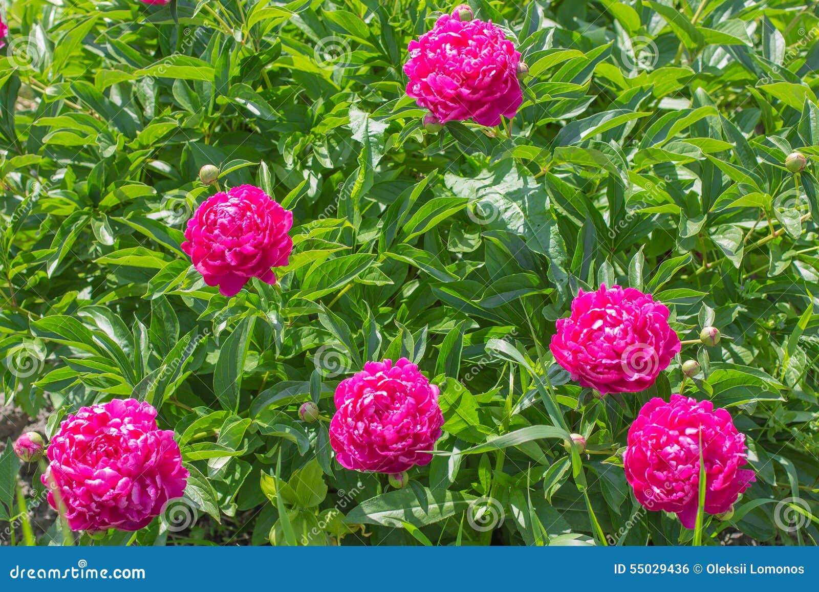 Large bright crimson peony stock photo. Image of gradually - 55029436