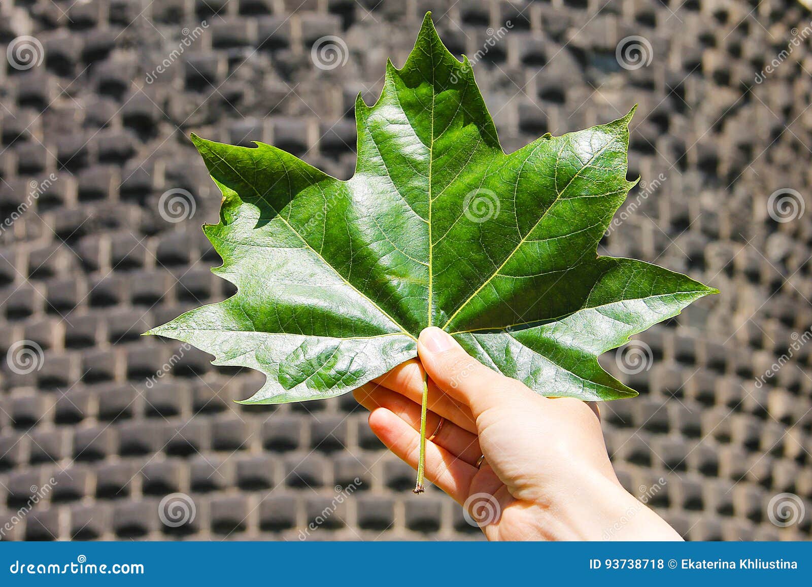 A Large Bright Green Maple Leaf in Hand of a Man Against a Backdrop of ...