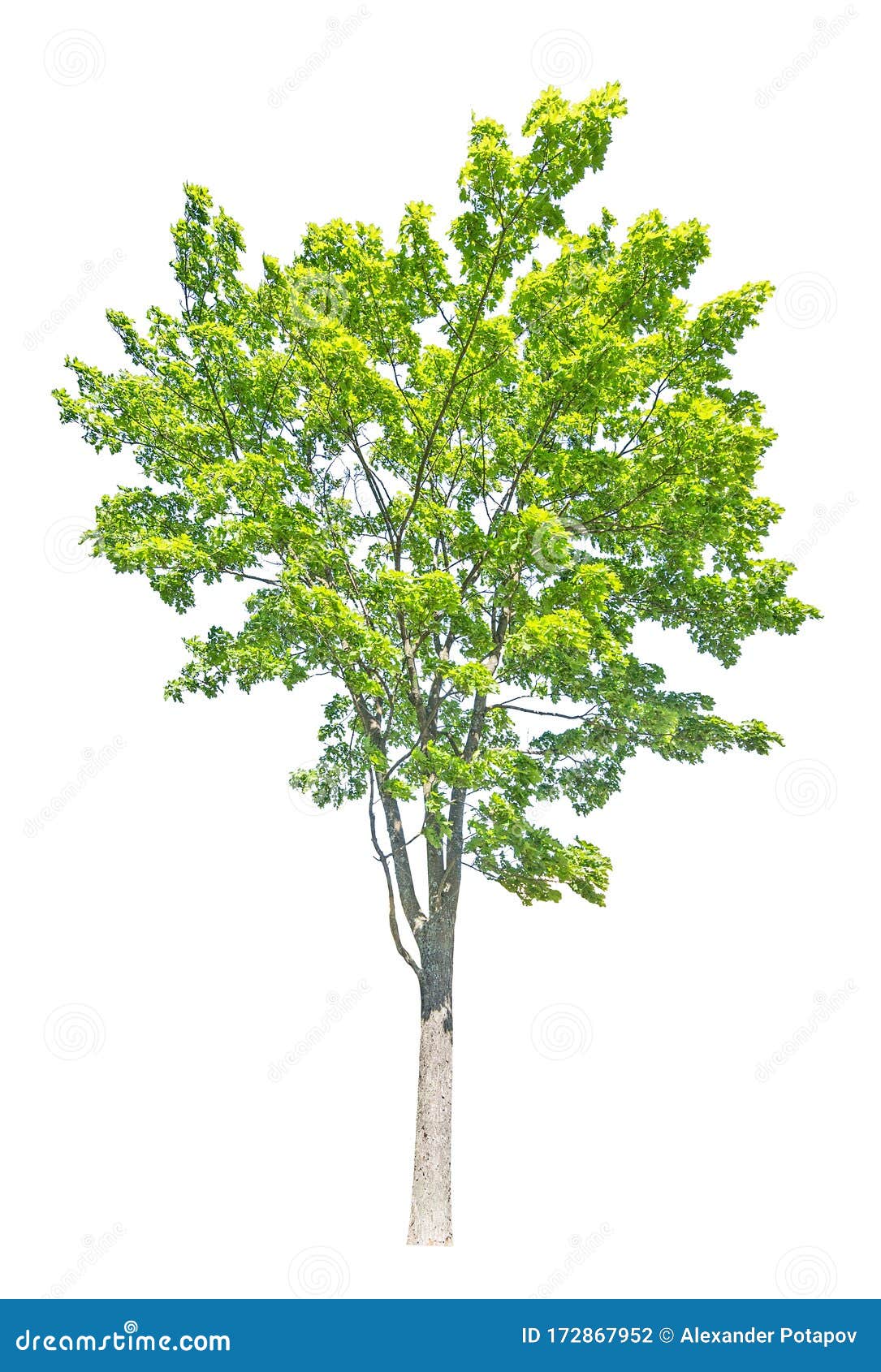 Large Bright Green Maple Tree on White Stock Photo - Image of maple ...