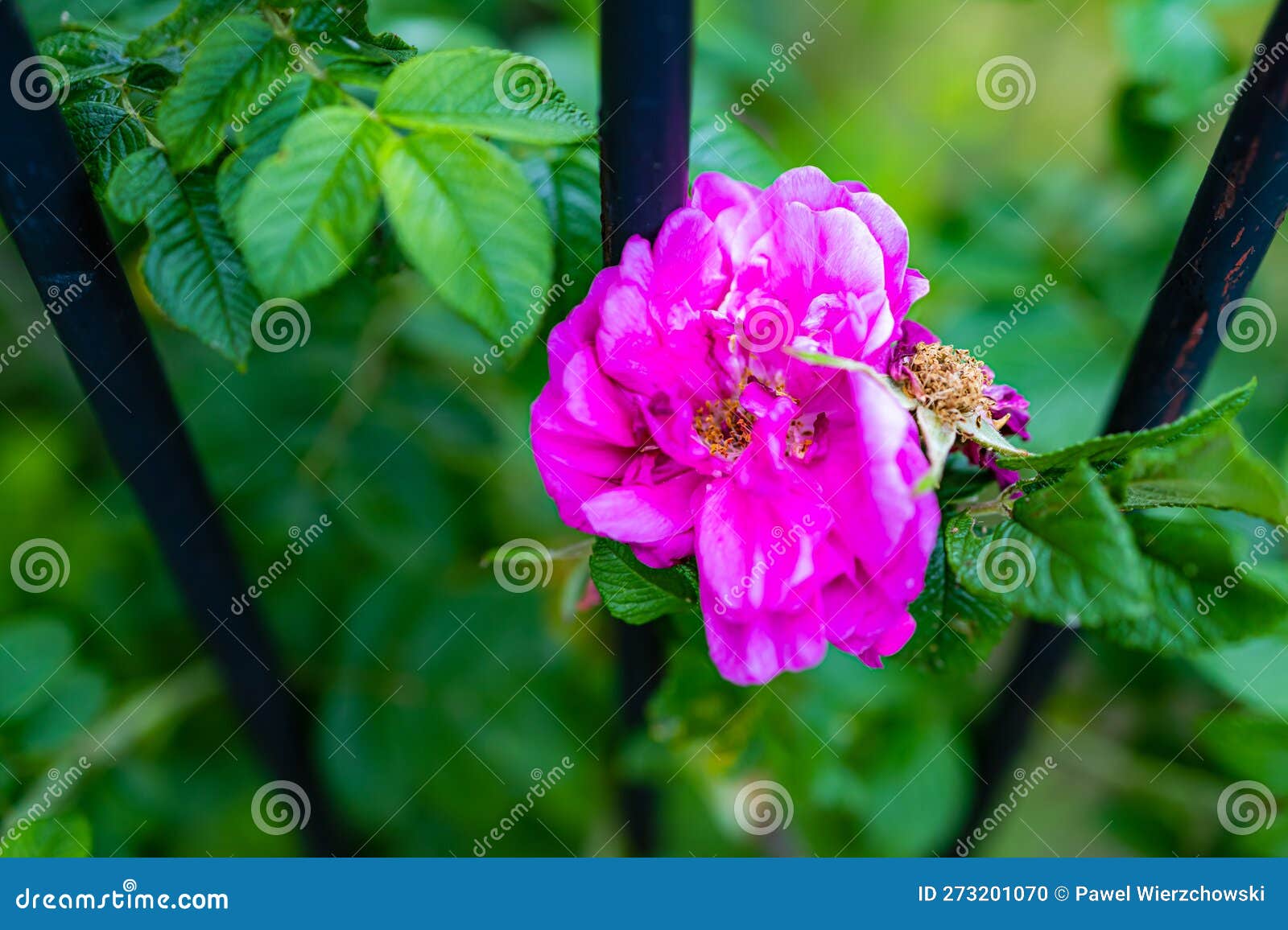 A Large Bright Pink Flower on a Small Bush Stock Photo - Image of macro ...