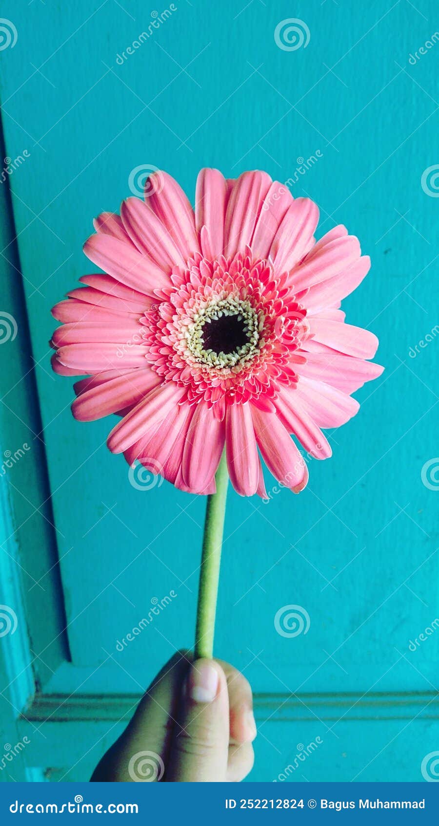Large Bright Pink Gerbera Daisy Hand Held and Green Background Stock ...