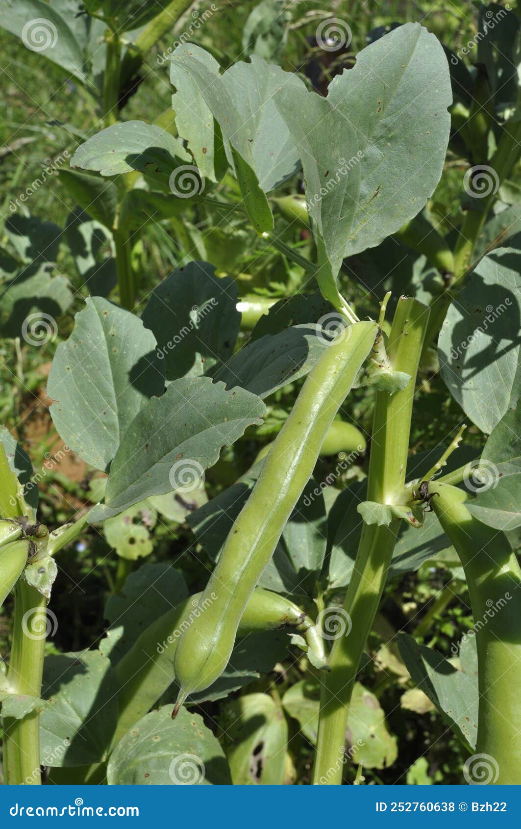 Large Broad Bean Pods in a Garden Stock Photo - Image of vegetarian ...