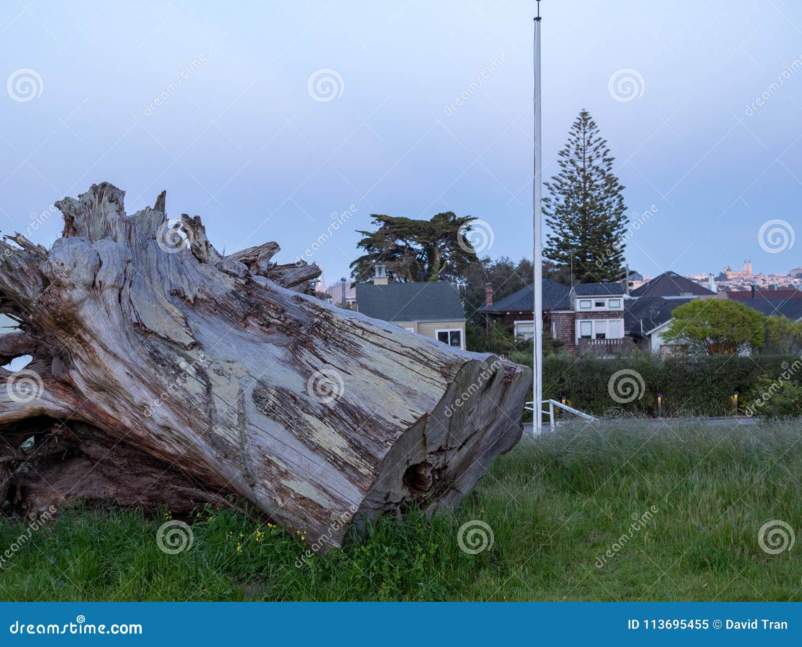 Broken Down Tree Stump at Dusk Stock Image - Image of neighborhood ...