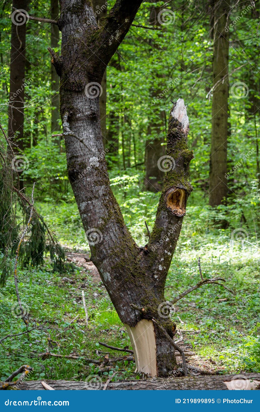 A large broken tree branch stock image. Image of forest - 219899895