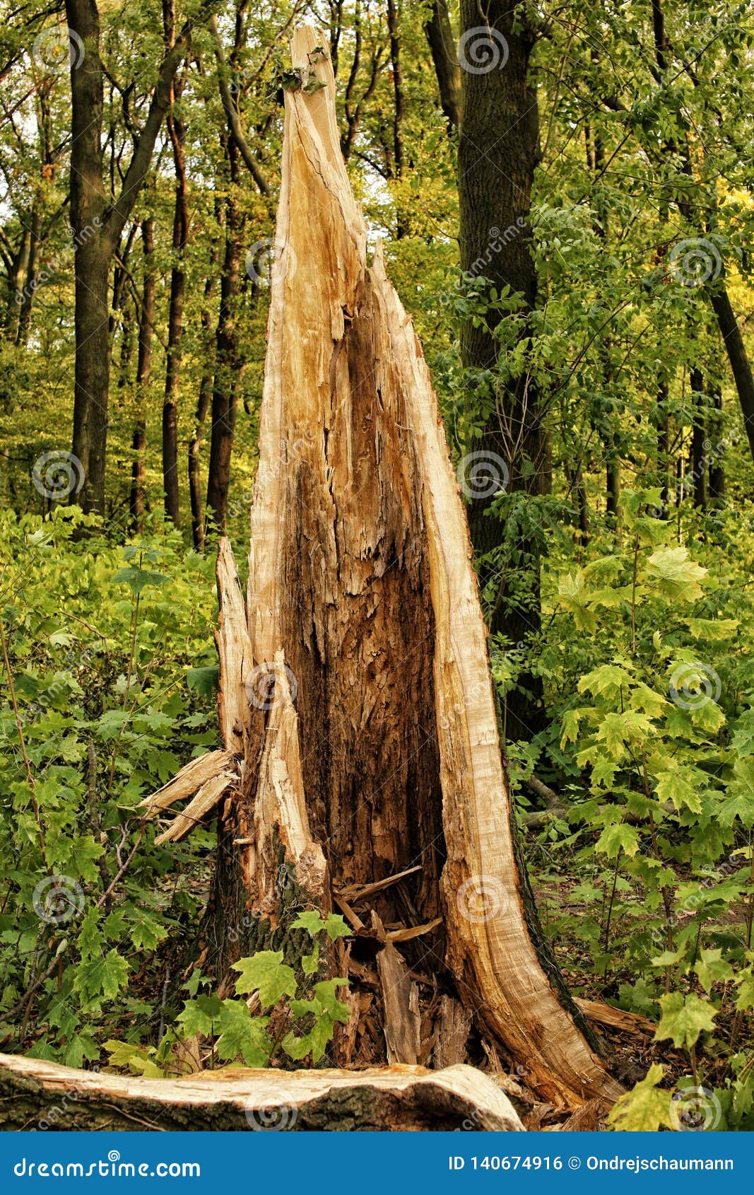 Large Broken Tree Trunk in the Woods Stock Photo - Image of storm ...