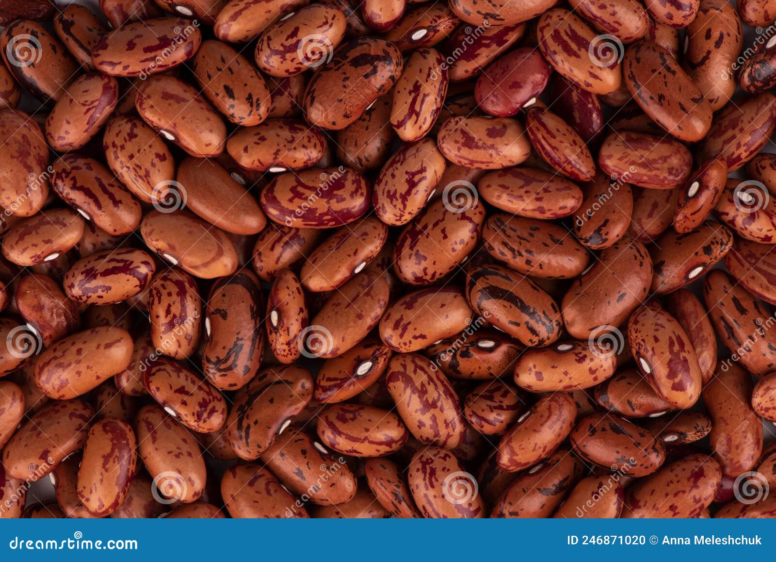 Large Brown Beans on a White Background. Stock Photo - Image of ...