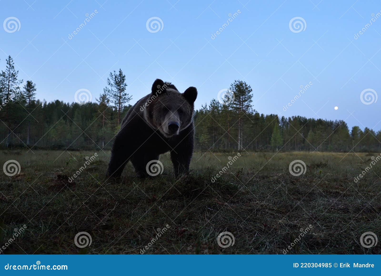 Large Brown Bear Approaching at Night, Full Moon in the Sky Stock Image ...