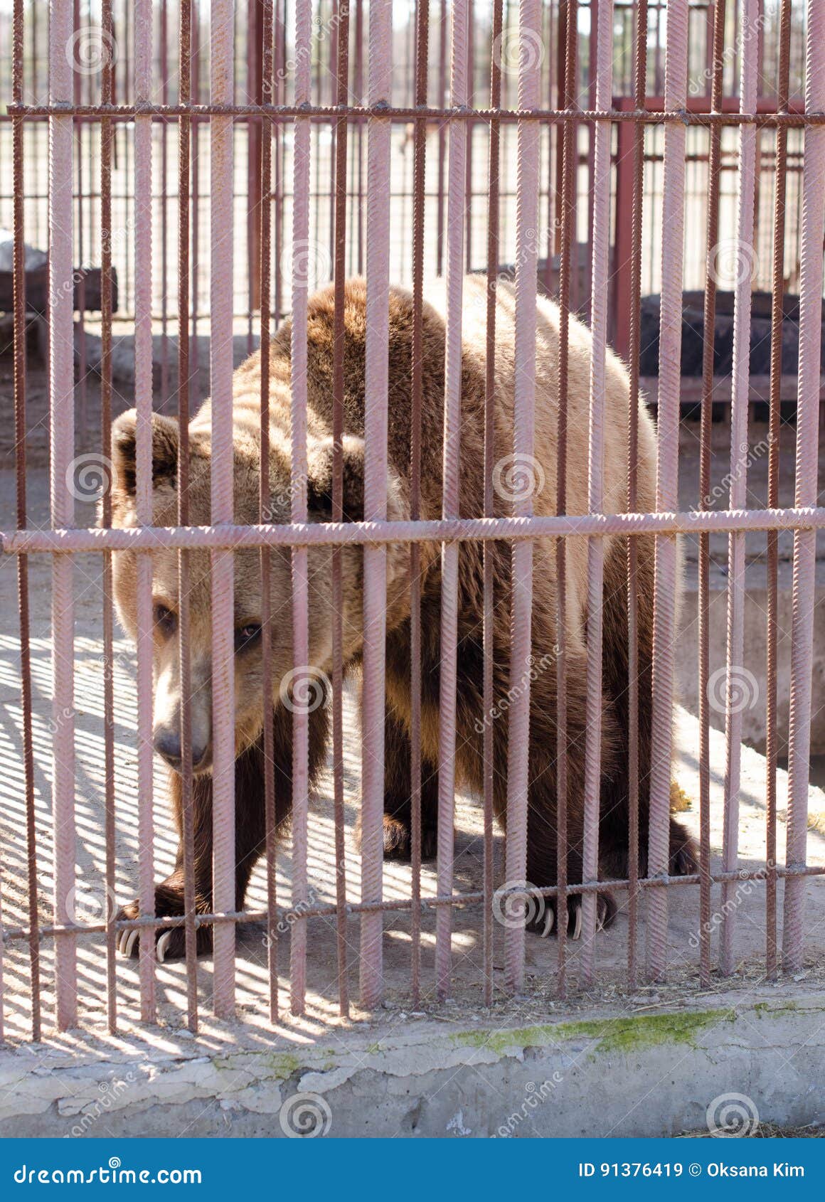 Large brown bear in a cage stock image. Image of cage - 91376419