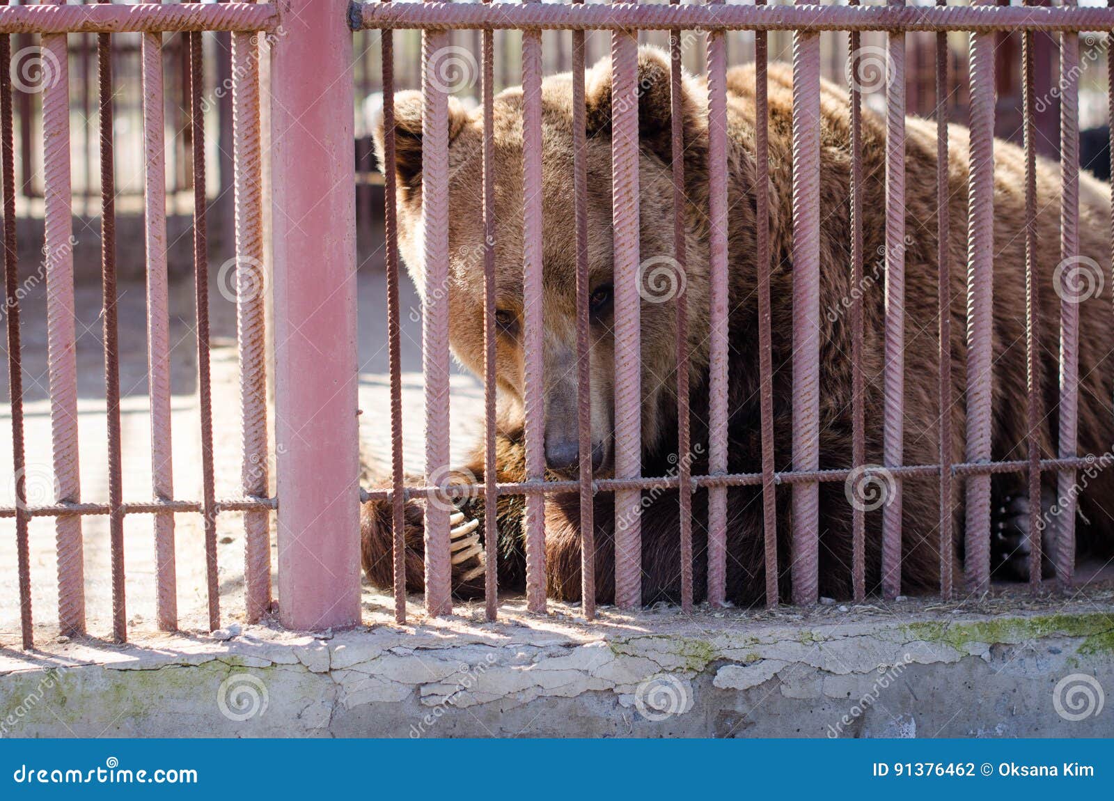 Large brown bear in a cage stock photo. Image of caged - 91376462