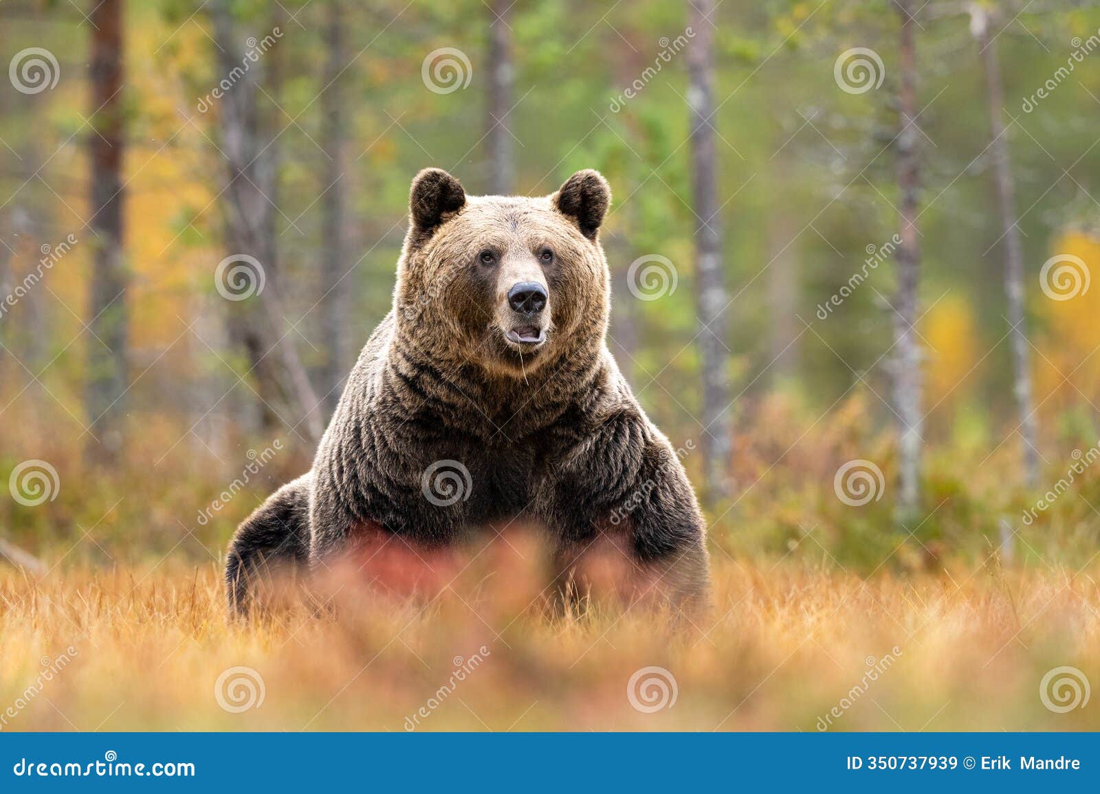 Large brown bear at fall stock image. Image of arctos - 350737939