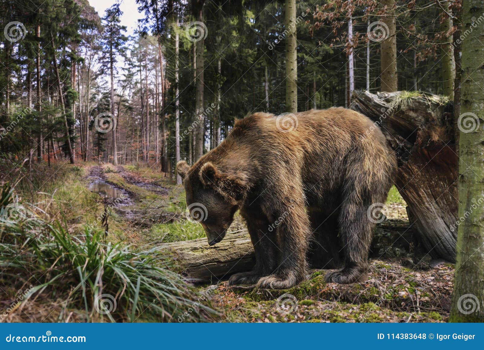 Large Brown Bear Scratches Its Back on a Tree Stump in a Beautiful ...