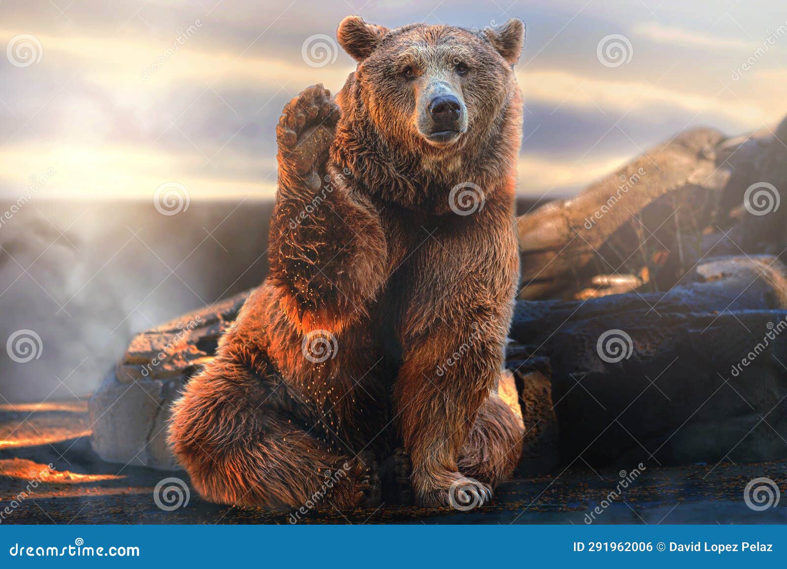Large Brown Bear Sits Looking Straight Ahead while Waving Stock Photo ...