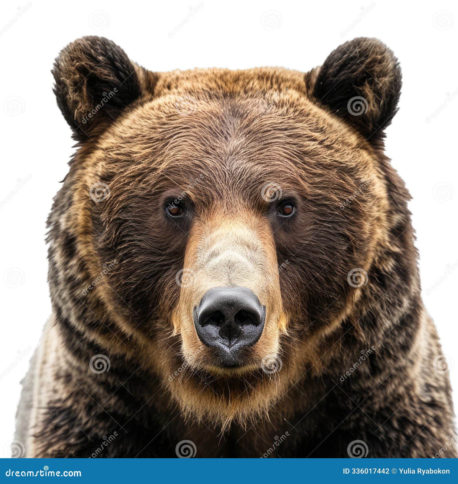 Large Brown Bear Staring Intently with White Background Stock ...