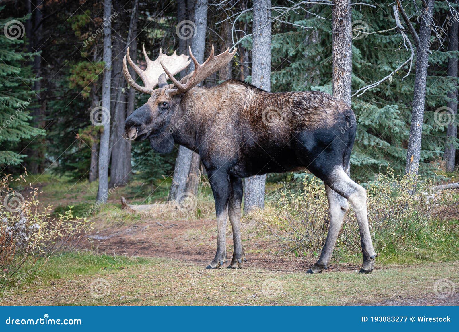 Large Brown Black Bull Moose Standing in a Park Stock Image - Image of ...