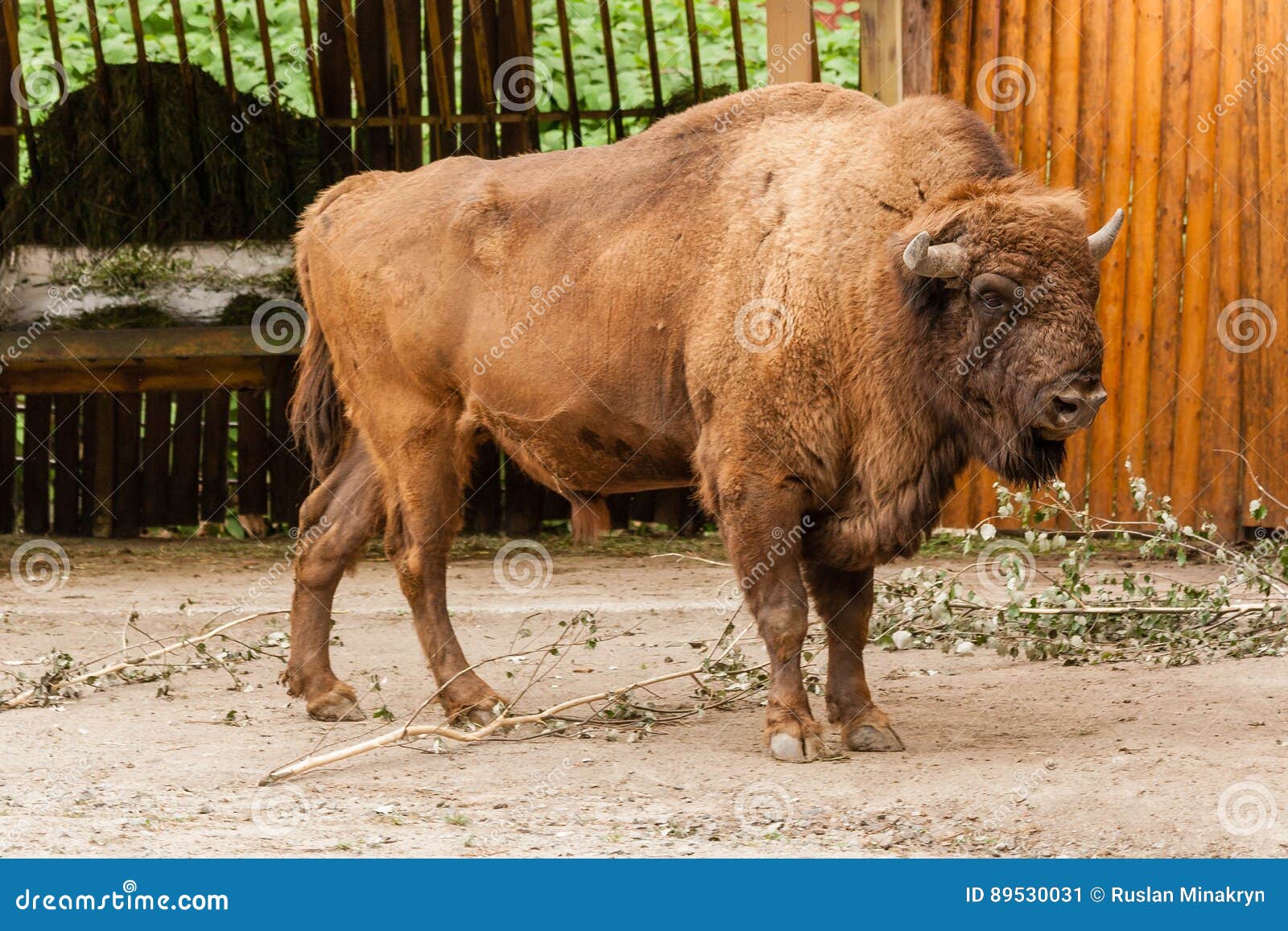 Large brown buffalo stock image. Image of national, bison - 89530031
