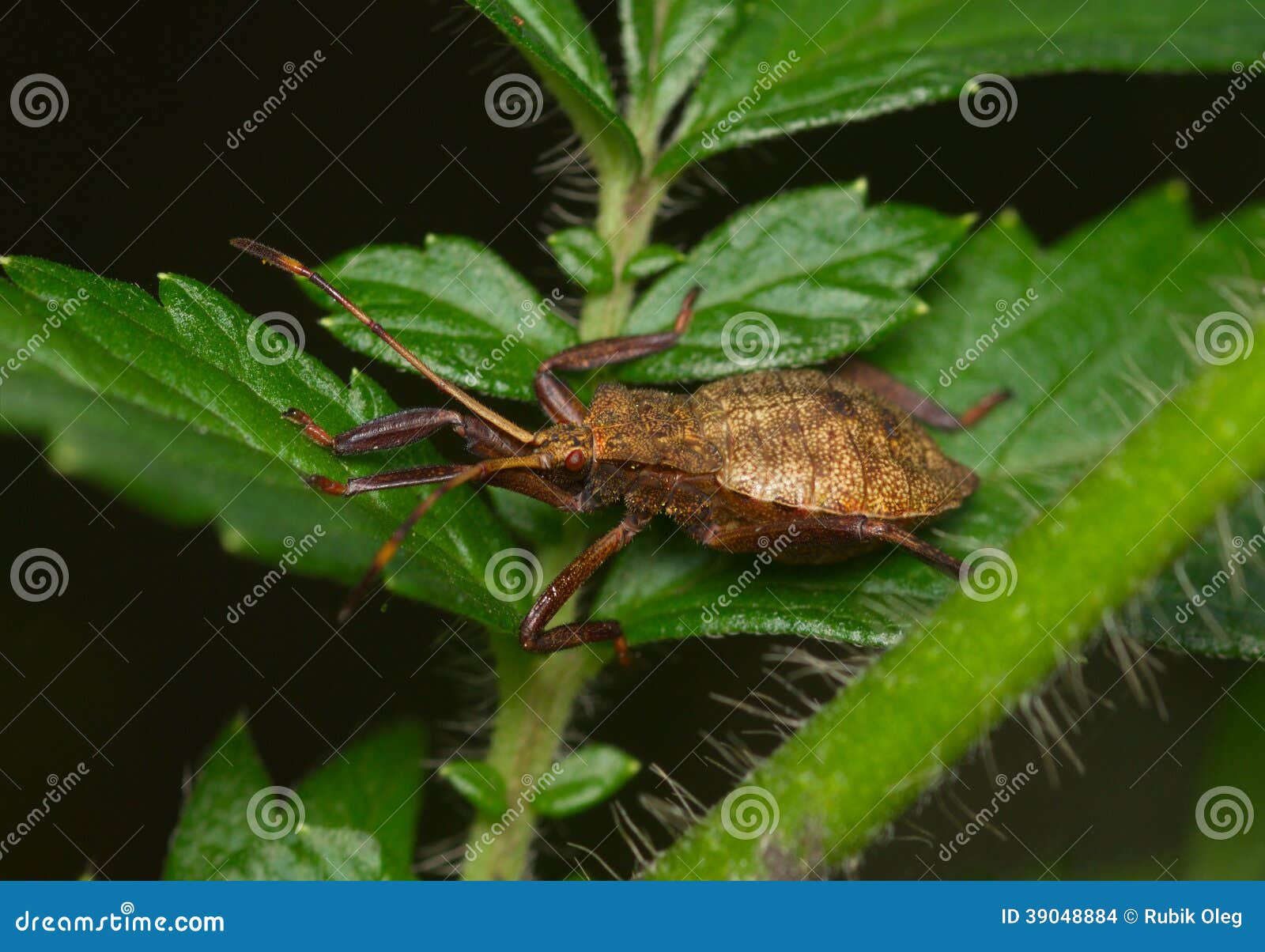 Large brown bug on a grass stock photo. Image of head - 39048884