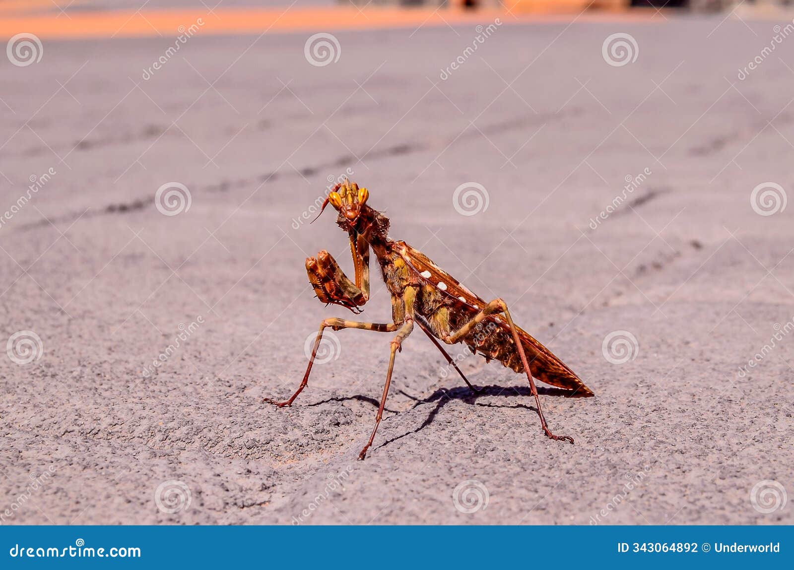A Large Brown Bug with Long Legs is Walking on a Grey Surface Stock ...