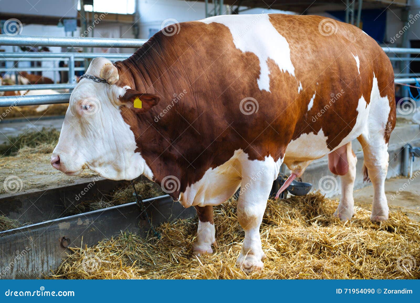 Large brown bull stock photo. Image of biological, dairy - 71954090
