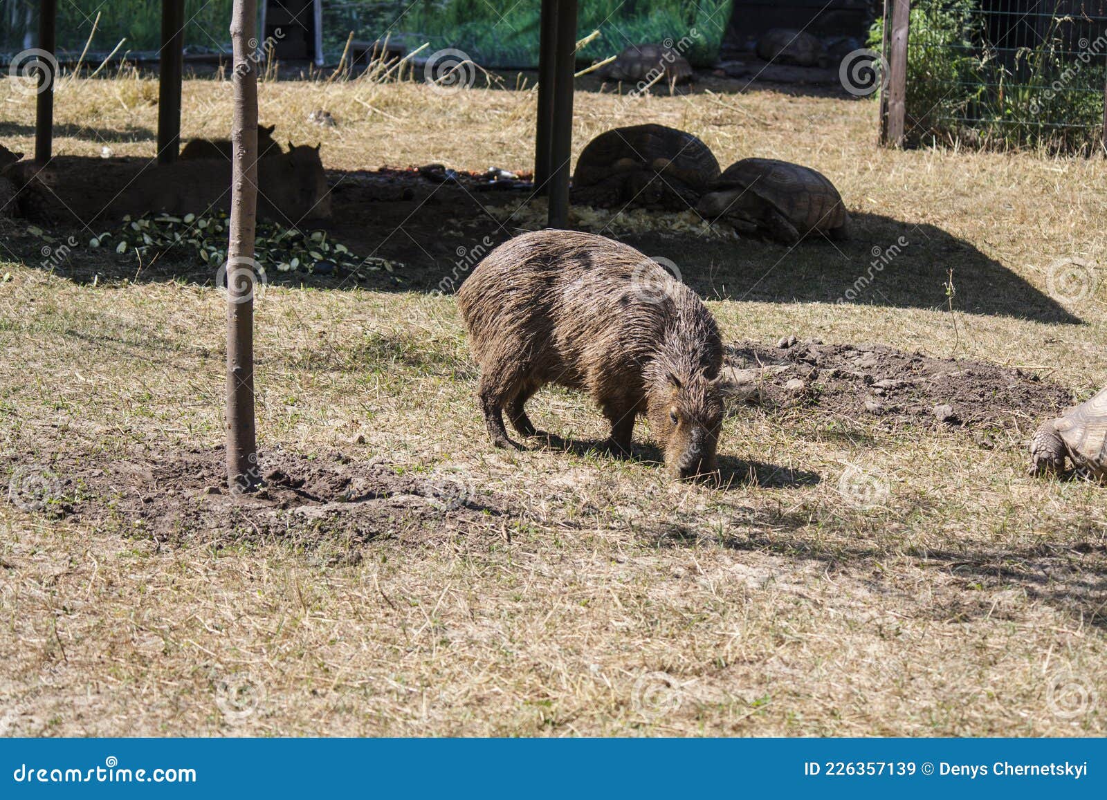 Large Brown Capybara in the Field Stock Image - Image of outdoor, brown ...