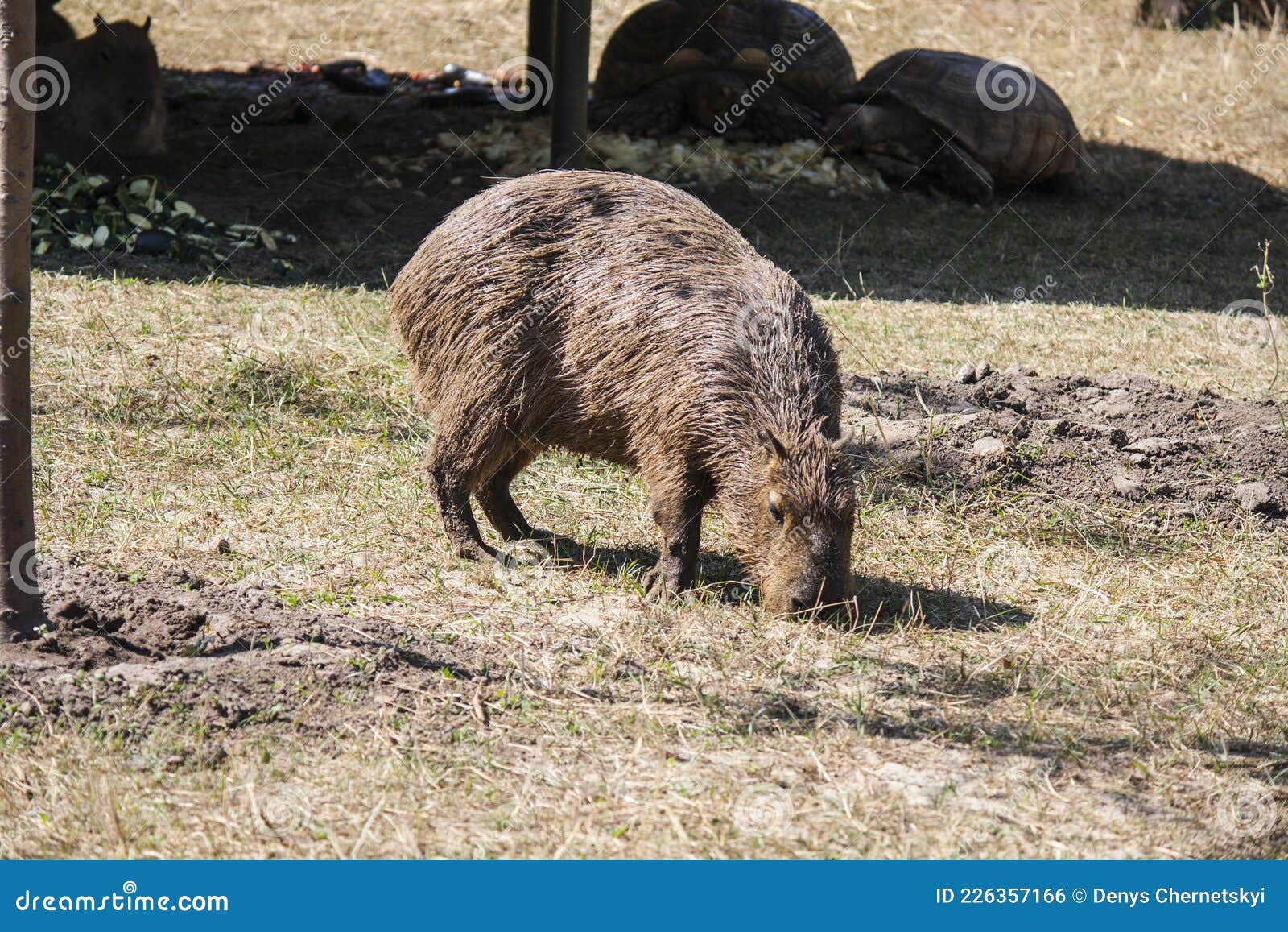Large Brown Capybara in the Field Stock Photo - Image of large, brown ...