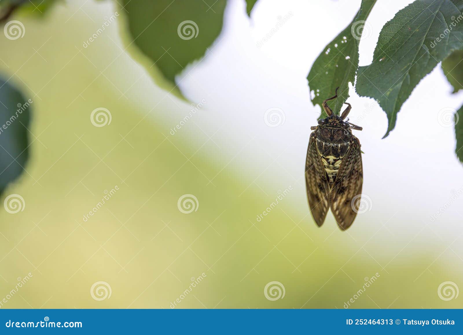 A Large Brown Cicada Resting in Shade. Stock Image - Image of brown ...