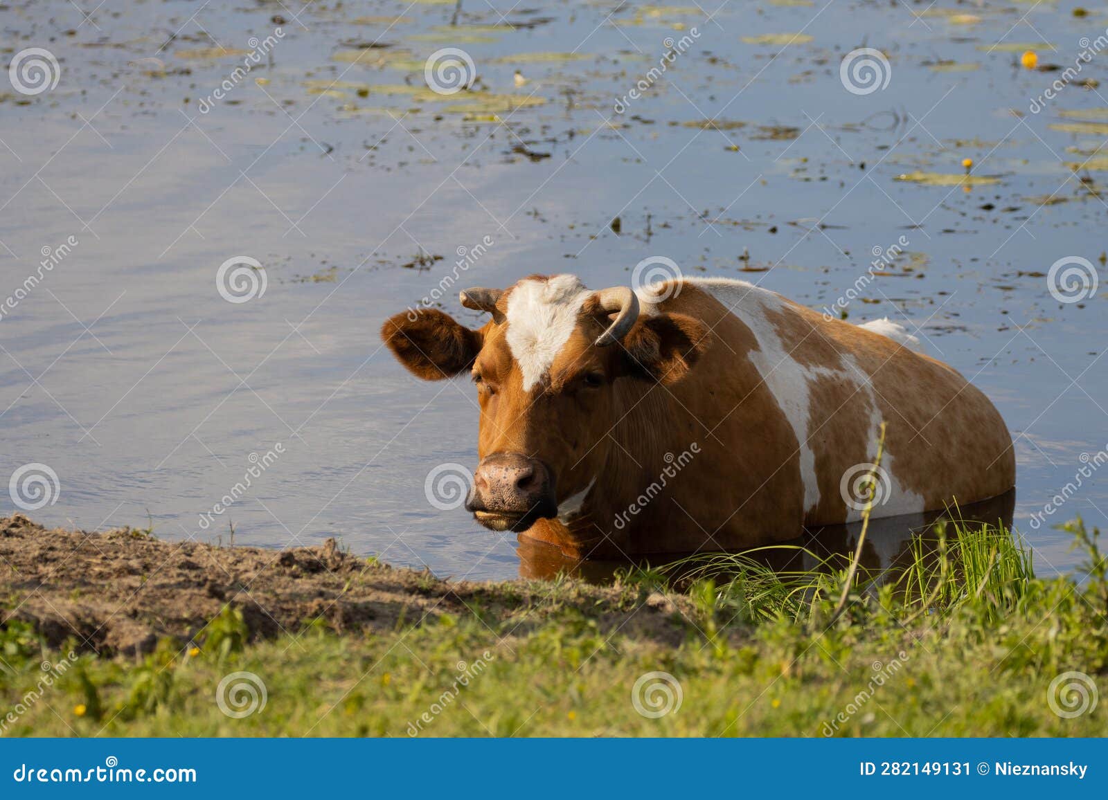 Cow in the water stock image. Image of sheep, bovine - 282149131