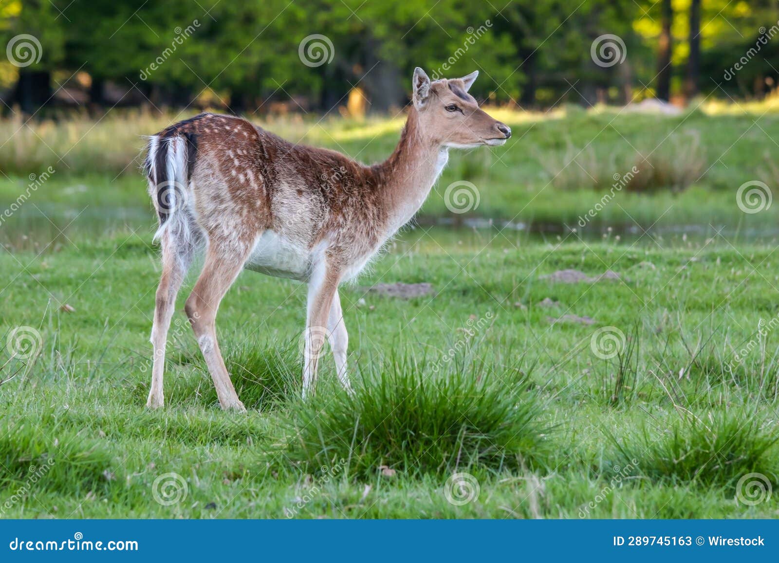 Large Brown Deer Standing in a Green Grassy Field Stock Image - Image ...