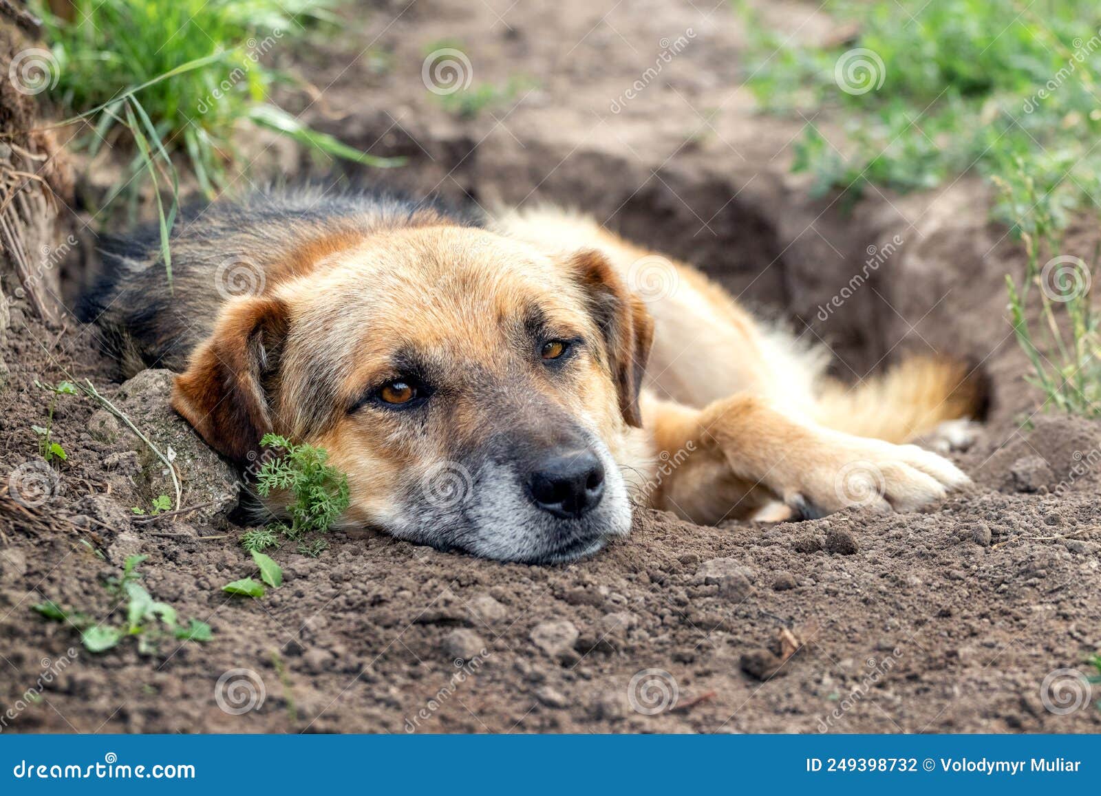 A Large Brown Dog Lies in a Dug Pit Stock Photo - Image of outside ...