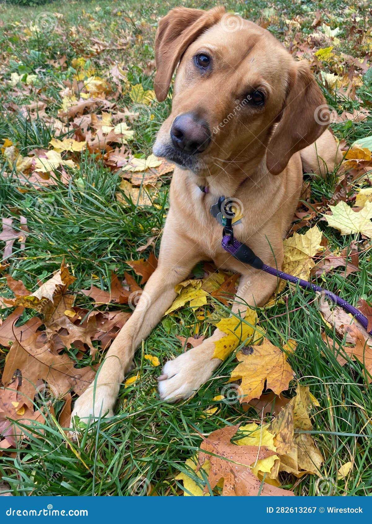 Large Brown Dog Lying on Grass Stock Image - Image of lawn, backdrop ...
