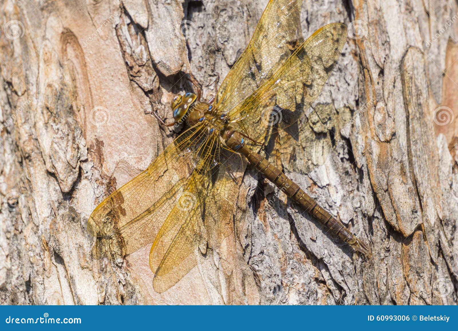 Large brown dragonfly stock photo. Image of beautiful - 60993006