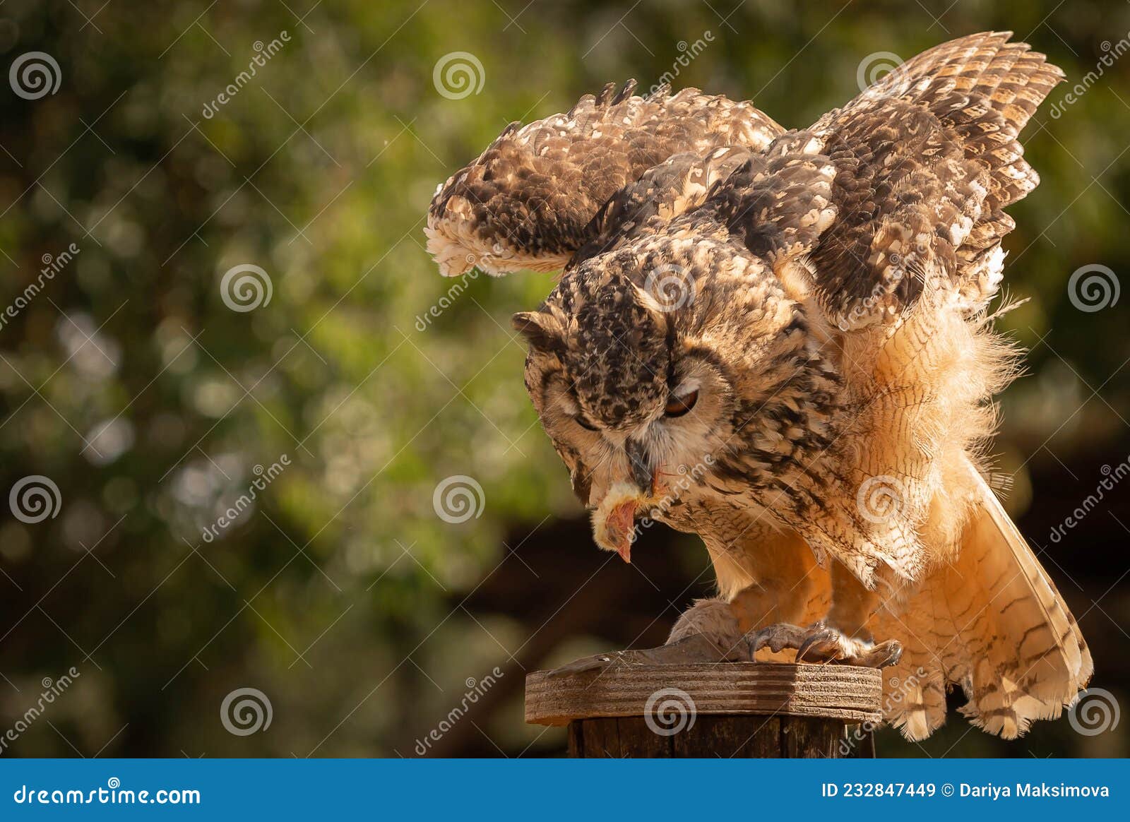 Large Brown Eared Eagle Owl Devouring Chicken Stock Image - Image of ...