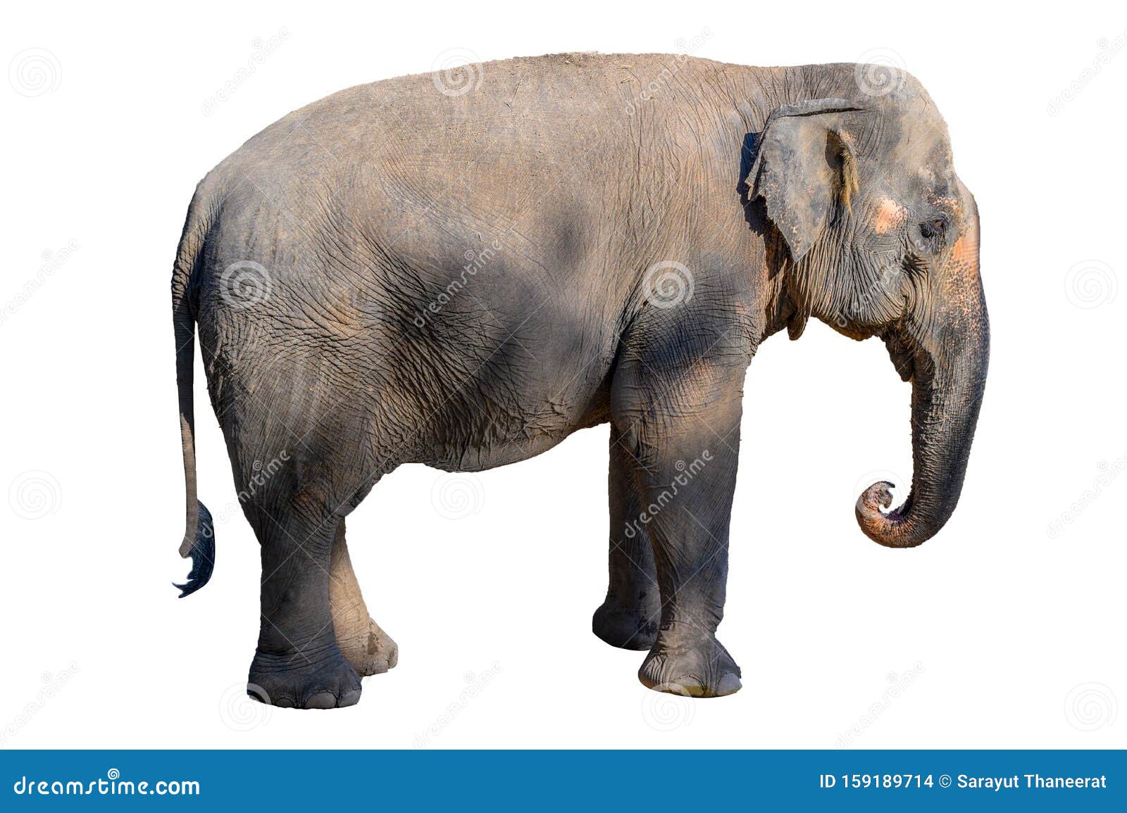 Large Brown Elephant White Background Isolate Stock Photo - Image of ...