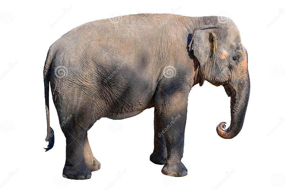 Large Brown Elephant White Background Isolate Stock Photo - Image of ...