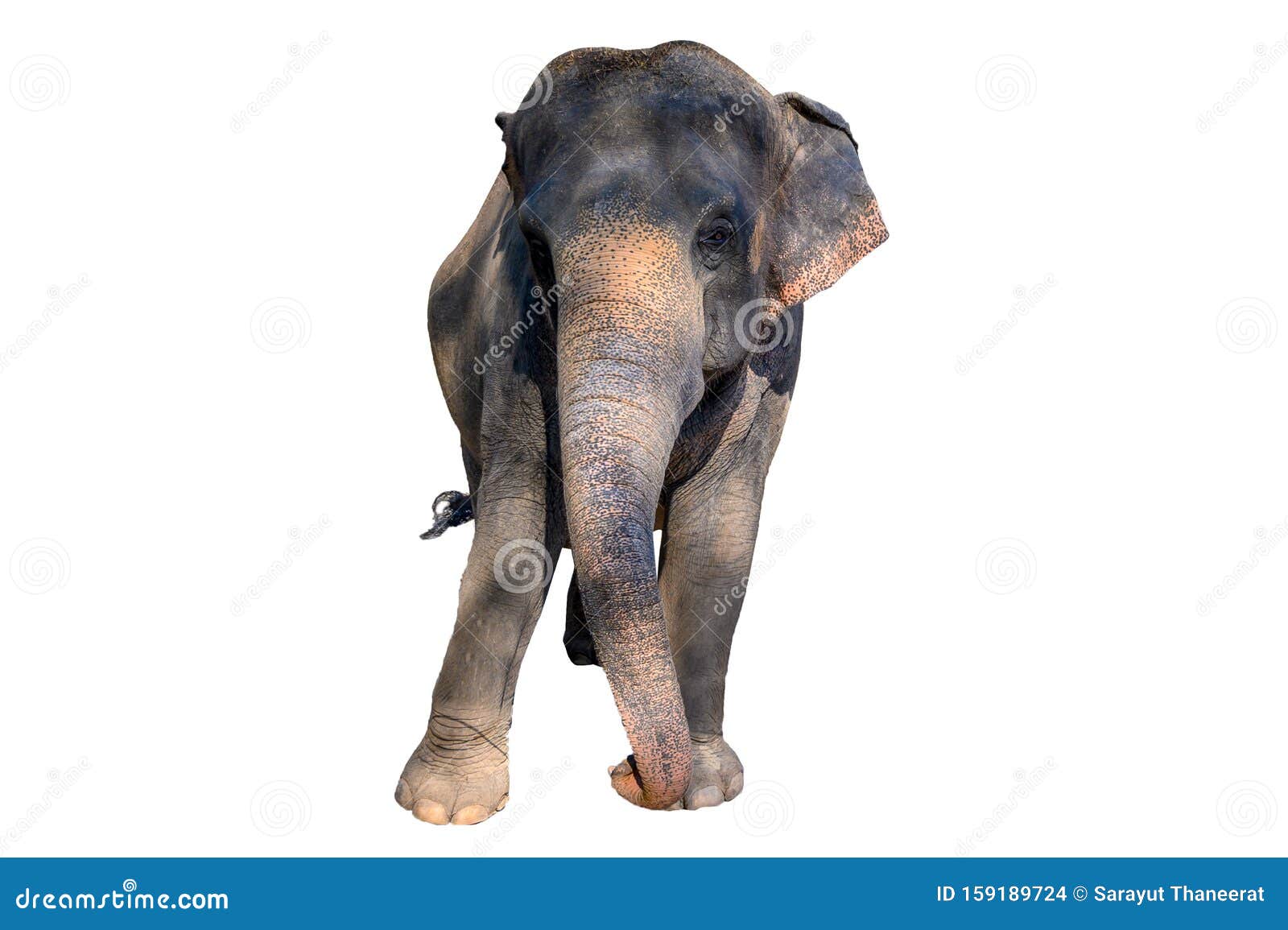 Large Brown Elephant White Background Isolate Stock Photo - Image of ...