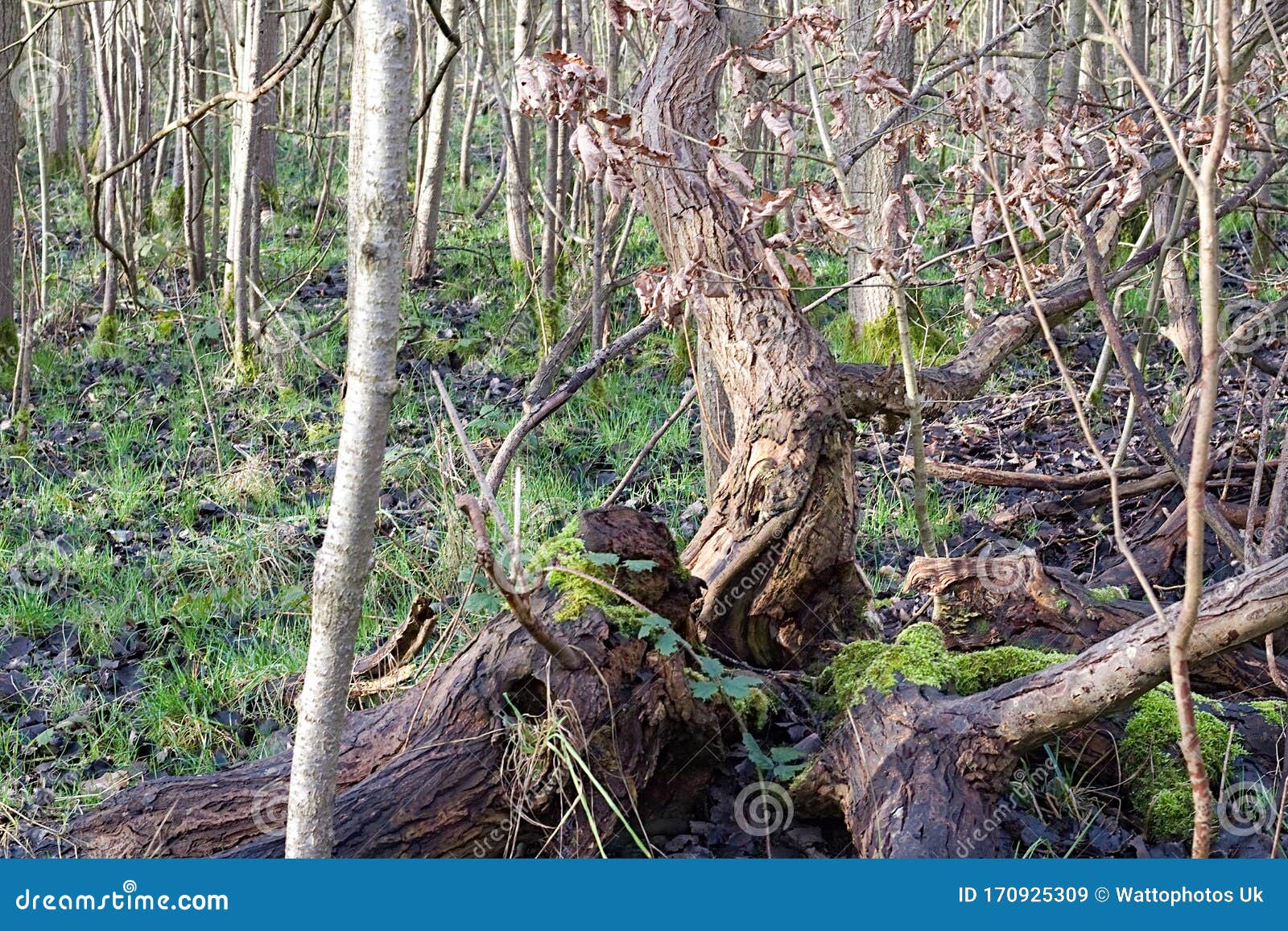 Large Brown Fallen Tree Trunk Stock Image - Image of moss, small: 170925309