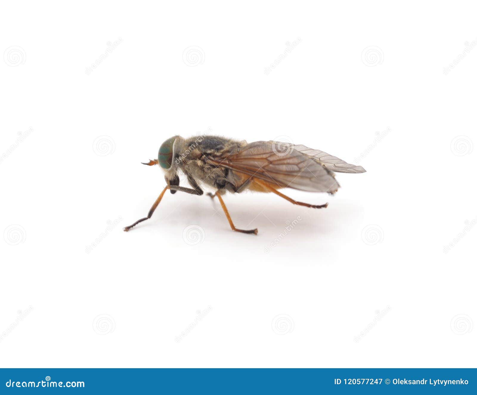 Large brown gadfly. stock image. Image of life, botfly - 120577247