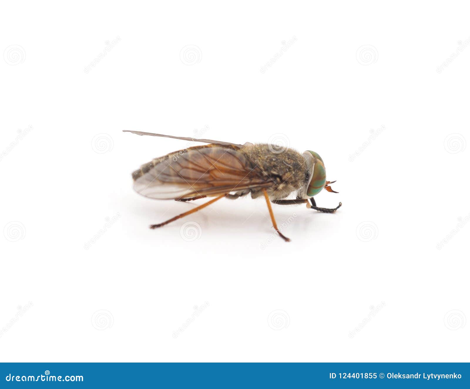 Large brown gadfly. stock image. Image of organism, summer - 124401855