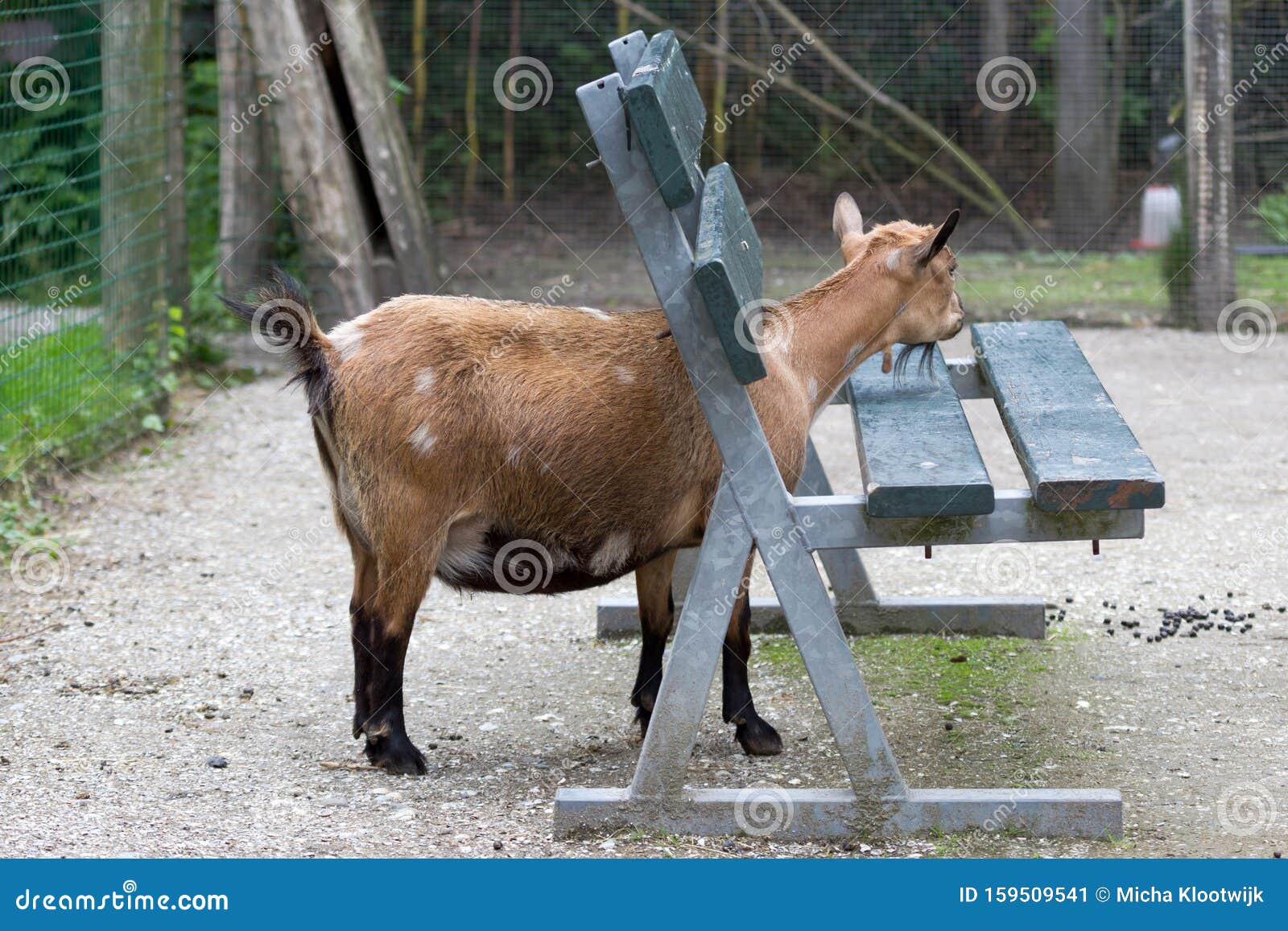 Large Brown Goat is Stuck in a Bench Stock Image - Image of wood, brown ...