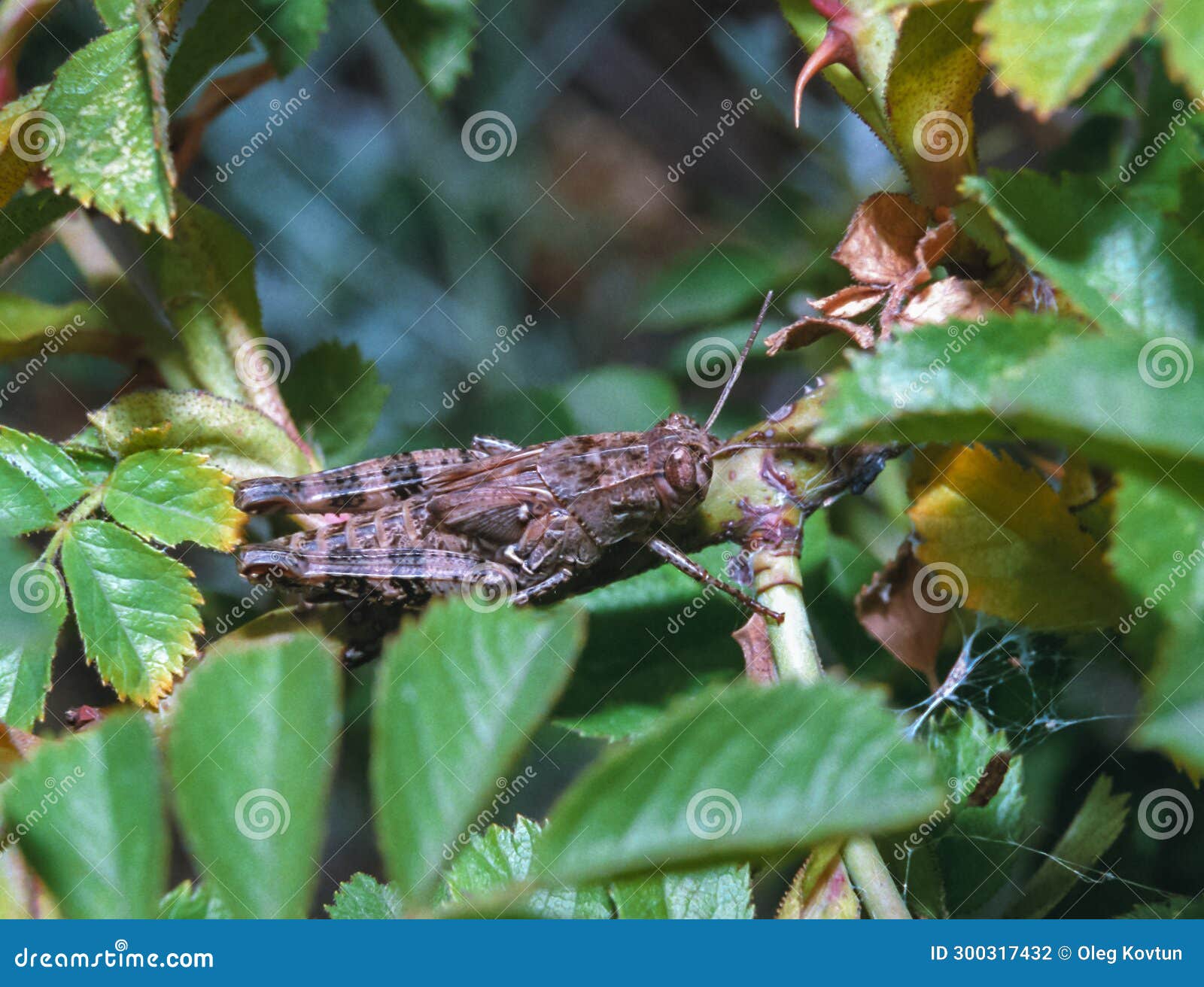 Large Brown Grasshopper among Green Leaves Editorial Photography ...