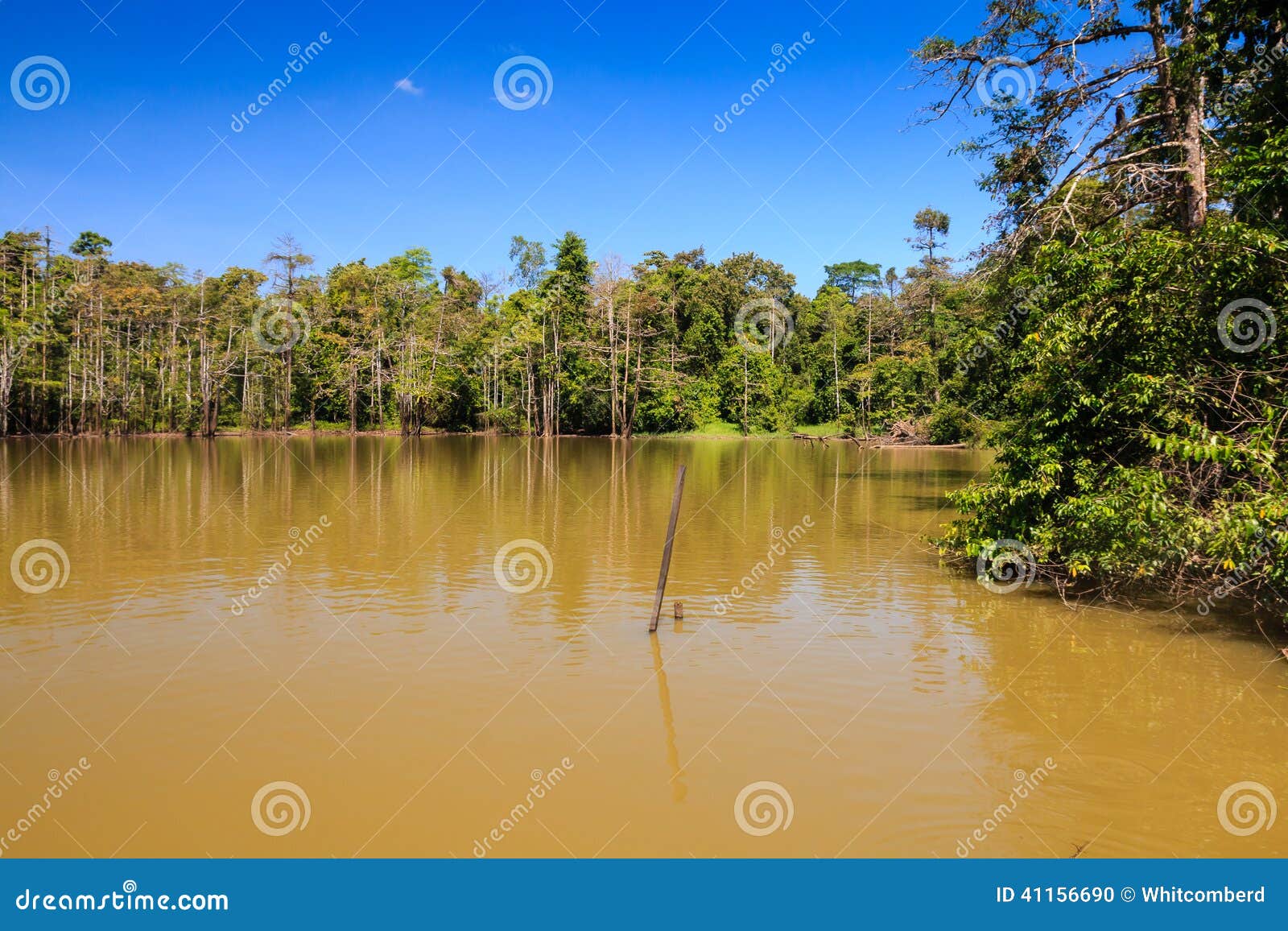 A Large Brown Lake in a Tropical Rainforest Stock Photo - Image of palm ...