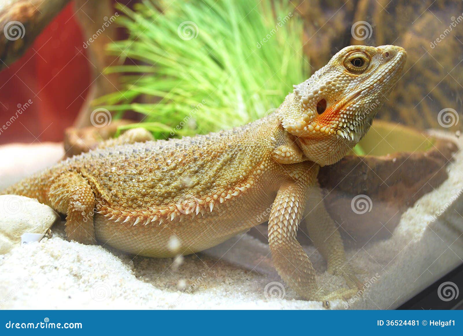 Brown Lizard,tree Lizard, Details Of Lizard Skin Stick On The Tree ...