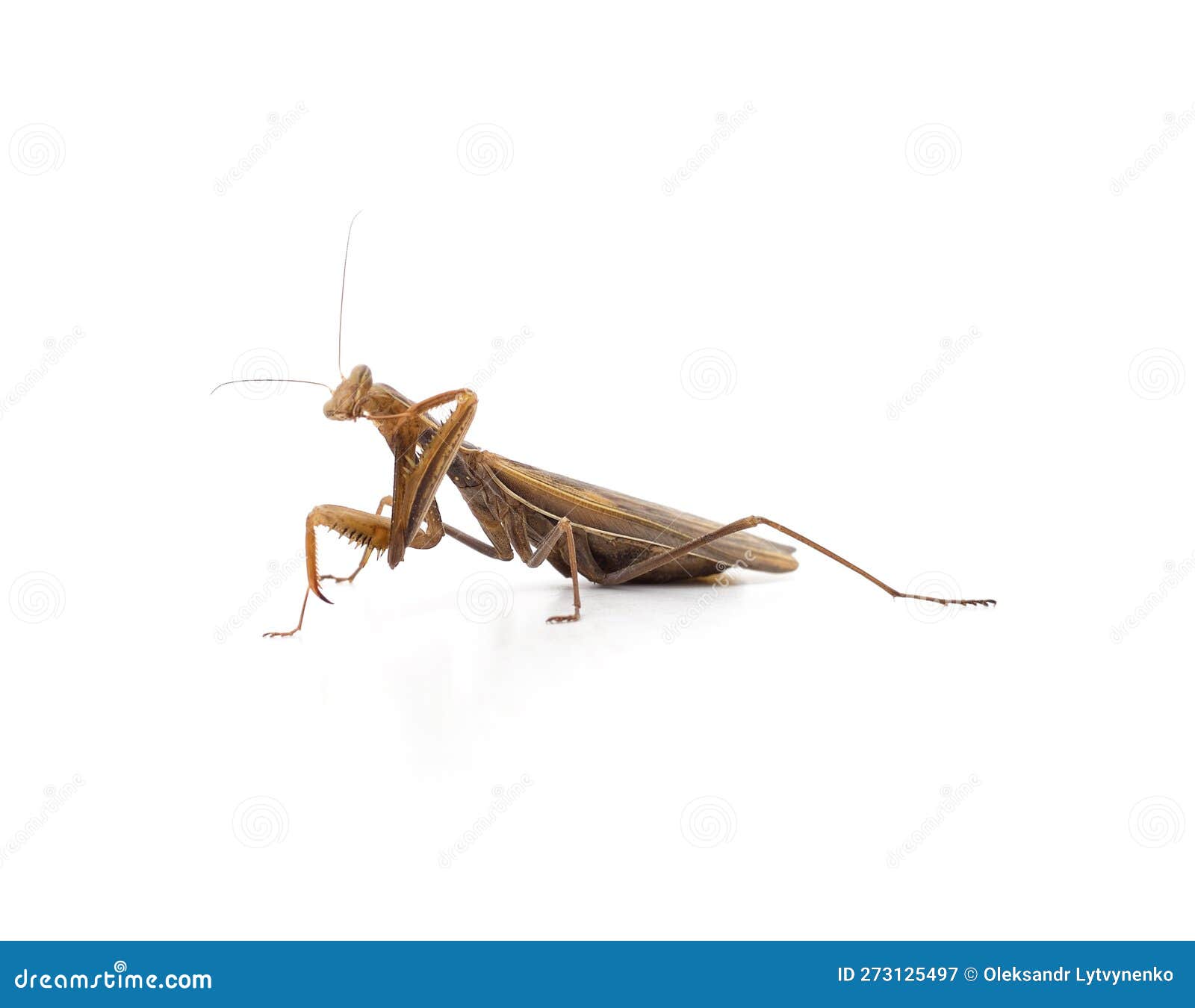Large brown mantis stock image. Image of attention, danger - 273125497