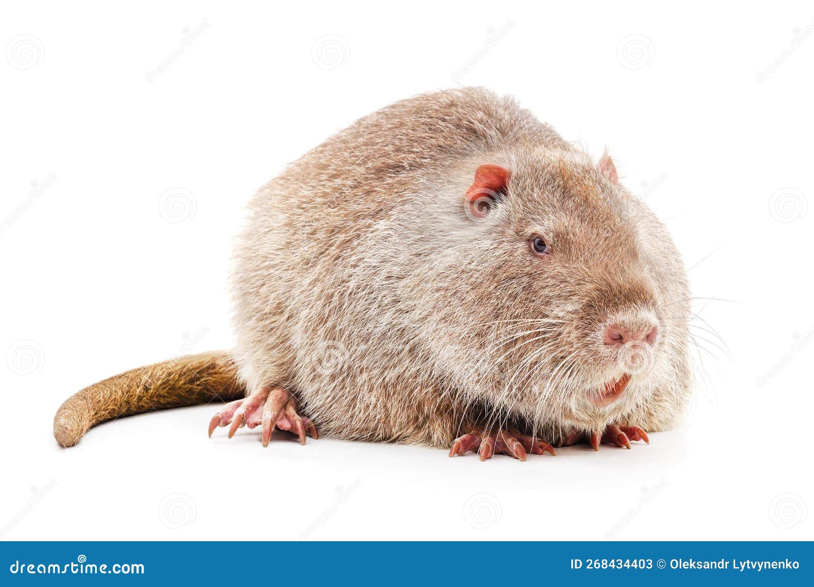 Large brown nutria stock image. Image of large, curiosity - 268434403