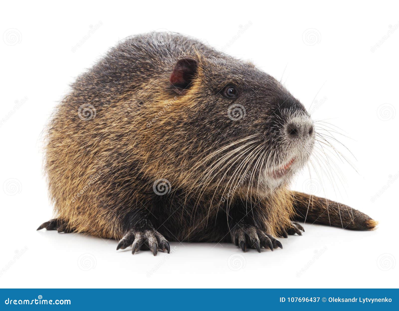 Large brown nutria. stock image. Image of farm, life - 107696437