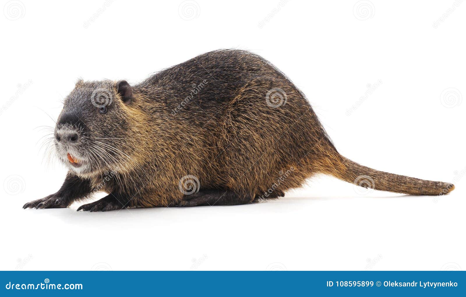 Large brown nutria. stock image. Image of life, organism - 108595899