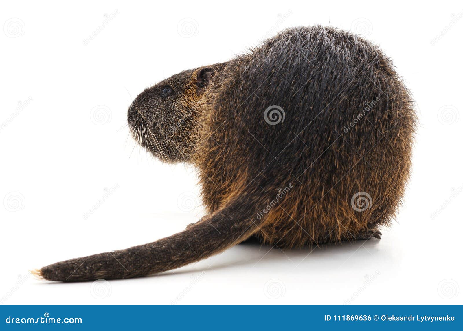 Large brown nutria. stock photo. Image of wildlife, food - 111869636
