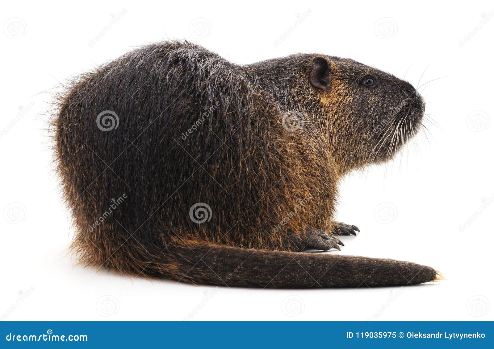 Large brown nutria. stock image. Image of beaver, frame - 119035975